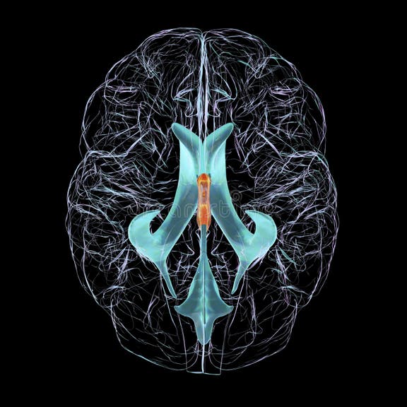 A 3D Scientific Illustration Showcasing the Third Brain Ventricle Stock ...
