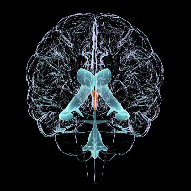 A 3D Scientific Illustration Showcasing the Third Brain Ventricle Stock ...