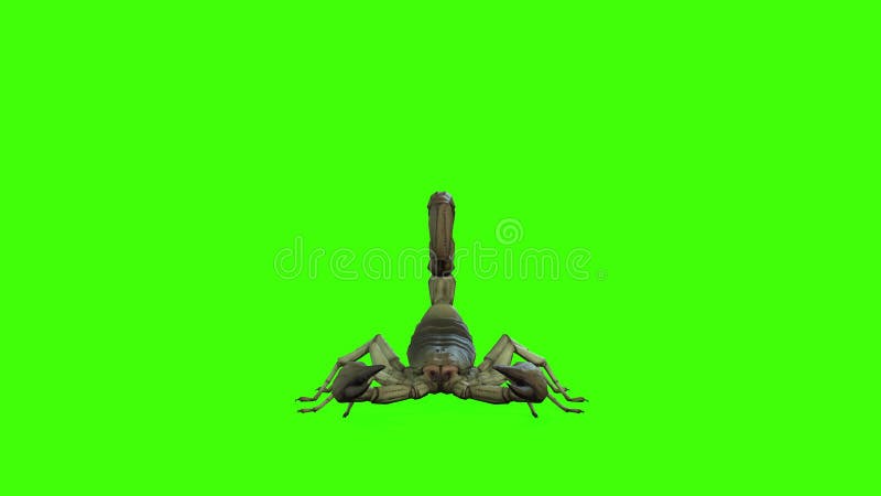 3D Scorpion Very Angry Mood Around Attacking Loop Animation Green ...
