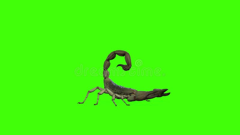 3D Scorpion Very Angry Mood Around Attacking Loop Animation Green ...
