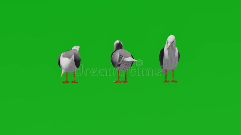 3D Seagull Green Screen Looking Around with 3 Different Views Stock ...