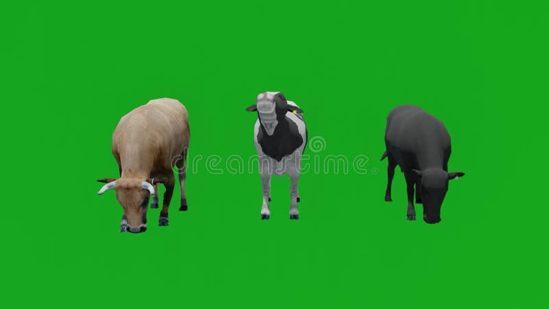 3D Several Different Domestic and Milking Cows Green Screen Eating and ...