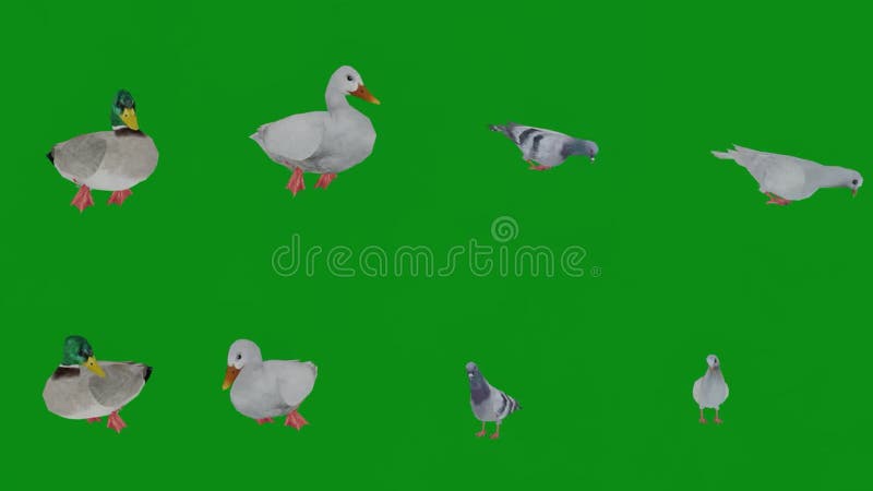 3D Several Different Urban Ducks and Pigeons Green Screen Eating and ...