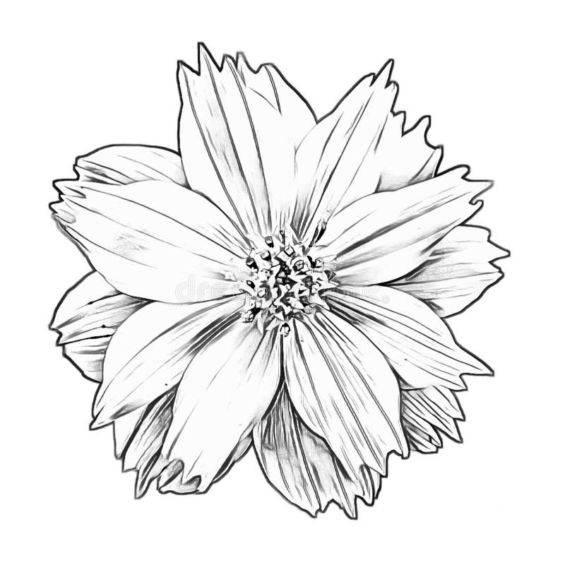 Coreopsis Drawing Stock Illustrations – 42 Coreopsis Drawing Stock ...