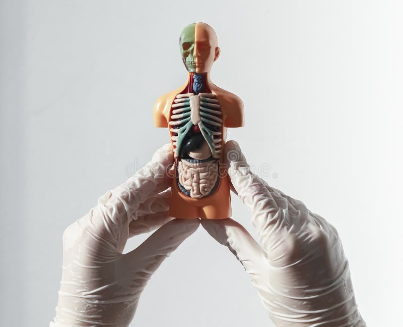 Human Body Model, Childish Toy for Education, in Doctor Hands. Body ...