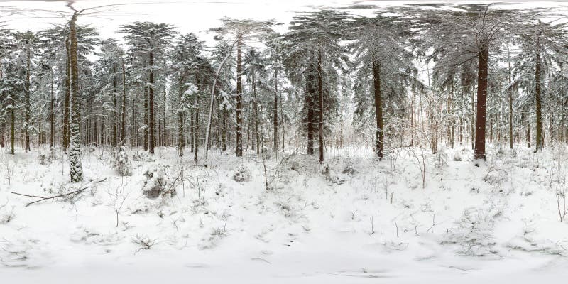 3D Spherical Panorama of Winter Forest with Snow and Pines with 360 ...