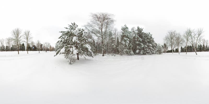 3D Spherical Panorama of Winter Forest with Snow and Pines with 360 ...