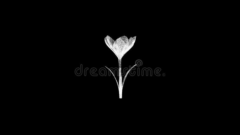 3D Spring Flower on Black Bg. Object Dissolved White Flickering ...