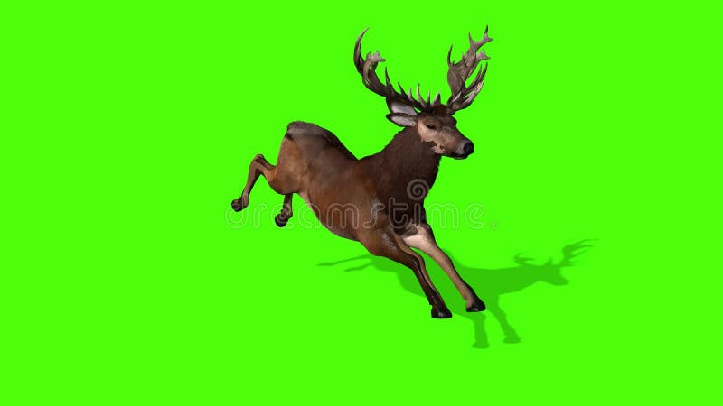 3d Stag Fast Running or Jumping on the Chroma Key Side View, 4k Deer ...