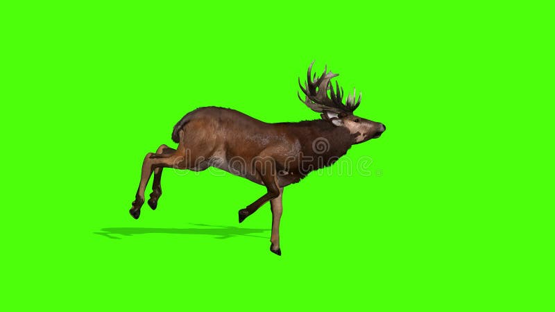 3d Stag Fast Running or Jumping on the Chroma Key Side View, 4k Deer ...