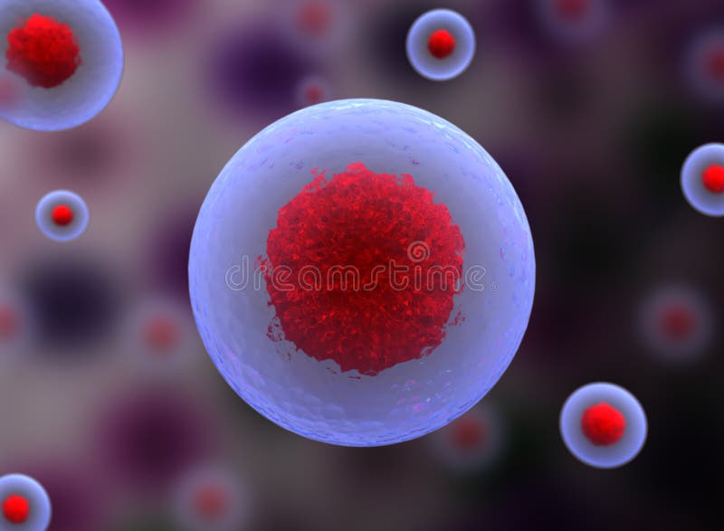 Nucleolus, Nucleus, 3d Stem Cell. Stock Illustration - Illustration of ...