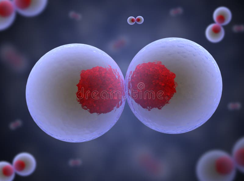 Nucleolus, Nucleus, 3d Stem Cell. Stock Illustration - Illustration of ...