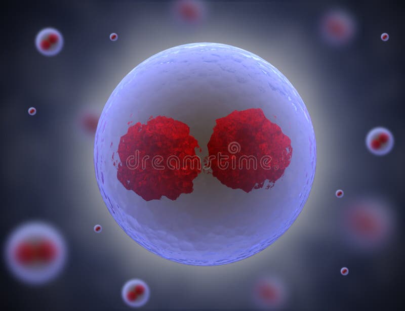 Nucleolus, Nucleus, 3d Stem Cell. Stock Illustration - Illustration of ...