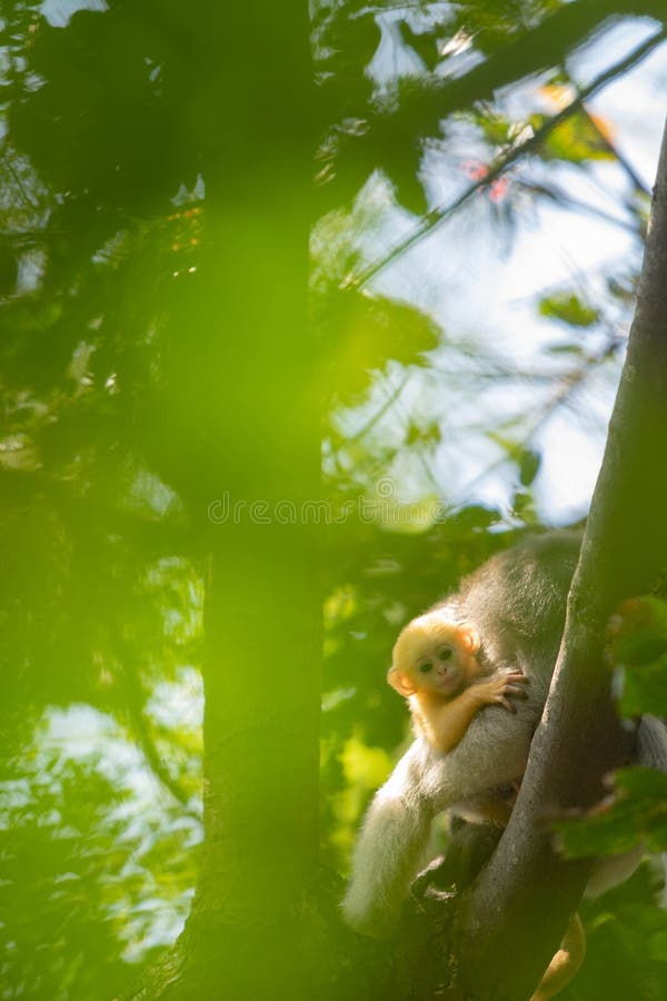 D?steres Langur-Affebaby Mit Mutter Stockbild - Bild von kopf, gesicht ...
