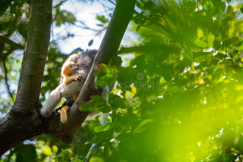 D?steres Langur-Affebaby Mit Mutter Auf Dem Baum Stockbild - Bild von ...