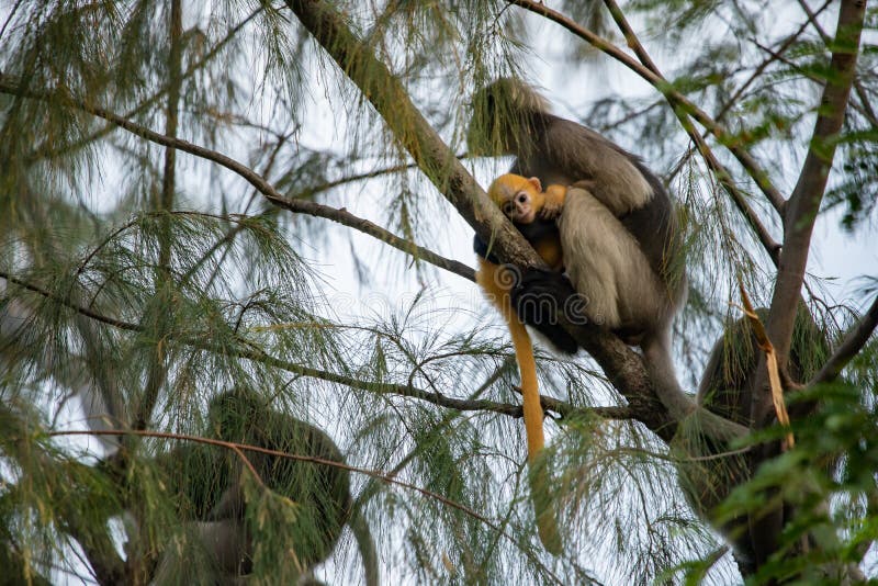D?steres Langur-Affebaby Mit Mutter Auf Dem Baum Stockbild - Bild von ...