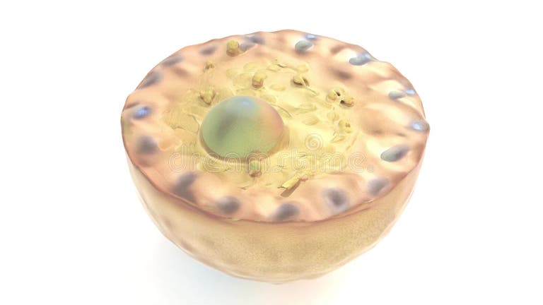 Fat Cell Icon Stock Illustrations – 886 Fat Cell Icon Stock ...