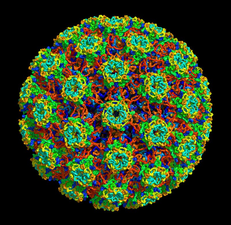 3D Structure of Human Papillomavirus Type 16, Associated with Cancers ...