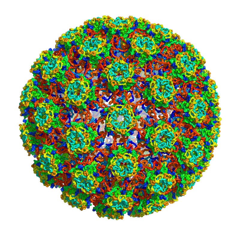 3D Structure of Human Papillomavirus Type 16, Associated with Cancers ...