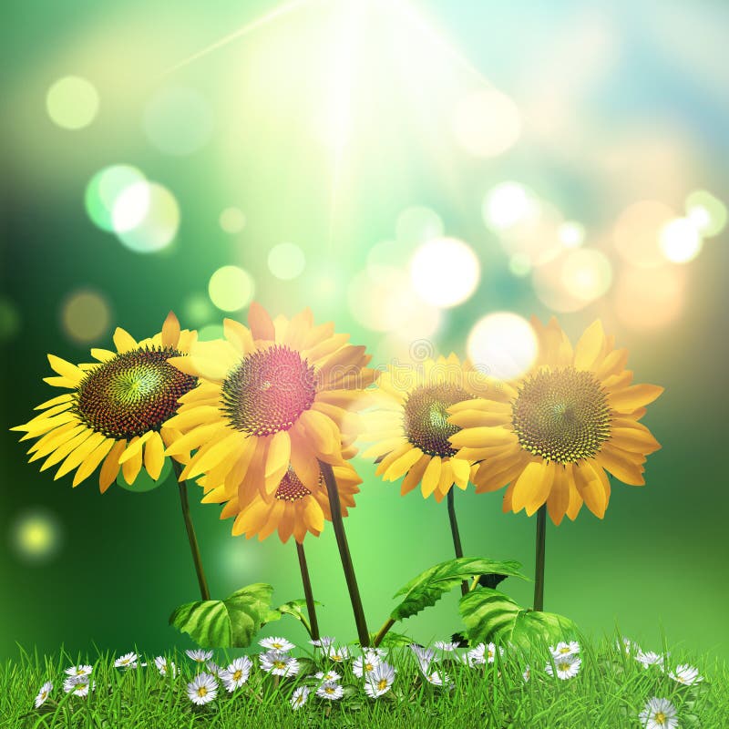 Sunflower stock photo. Image of sunflower, garden, petal - 69048