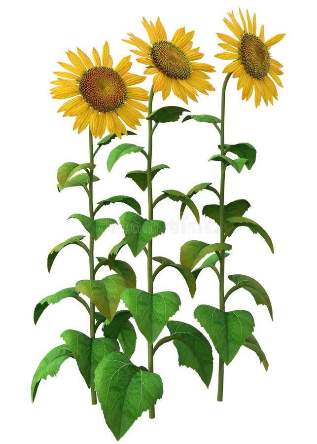 3d Sunflowers Stock Illustrations – 427 3d Sunflowers Stock ...