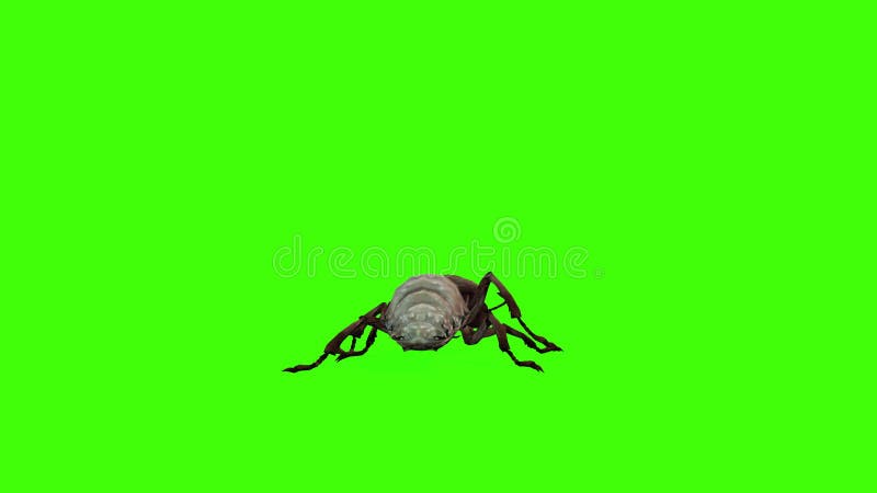 3D Termite Insect Walking Approaching from a Distance on Chroma Key ...