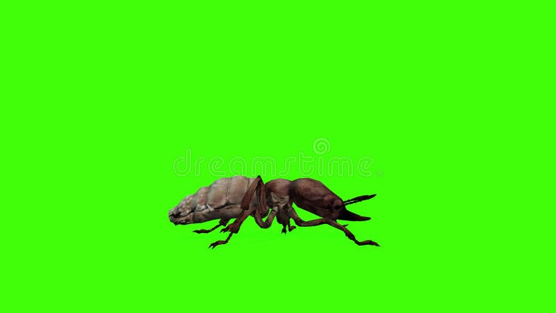 Ant Insect Run Cycle Side Green Screen 3D Rendering Animation Stock ...