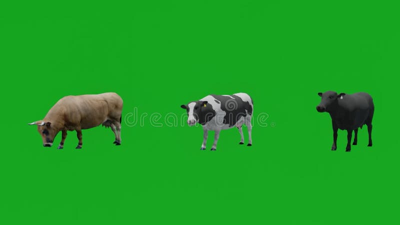 3d Three Different Beef Cattle Green Screen Eating and Walking and ...
