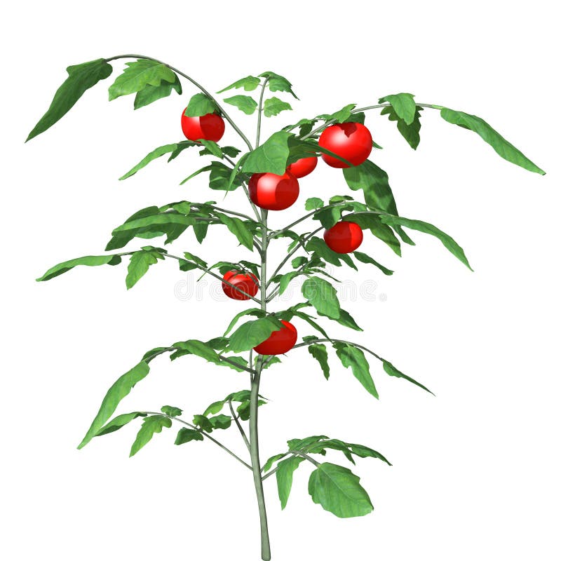 3d Tomato Plant stock illustration. Image of fruit, white - 33564018