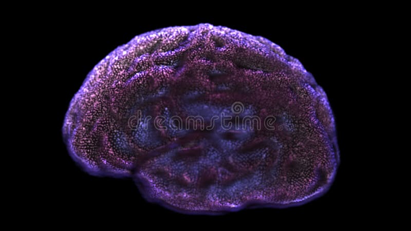 3D Translucent Human Brain Rotating on Black Background Stock Video ...