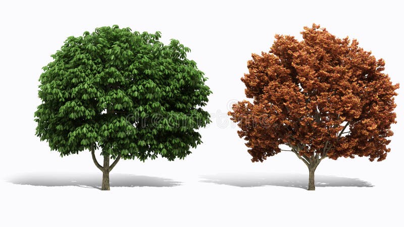 3d Tree Render on White Background Stock Illustration - Illustration of ...