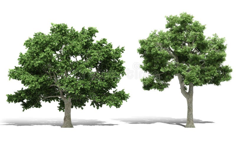 3d Tree Render on White Background Stock Illustration - Illustration of ...