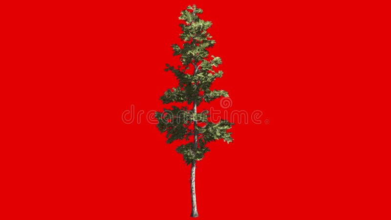 Tall Tree Green Screen Render Animation Stock Footage - Video of plant ...