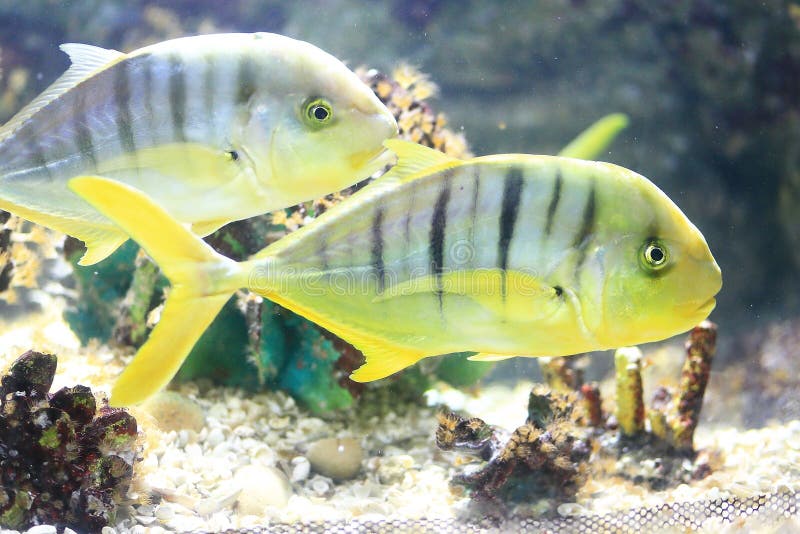 Aigrette Dorée Gnathanodon Speciosus Ou Poisson-roi Doré Image stock ...