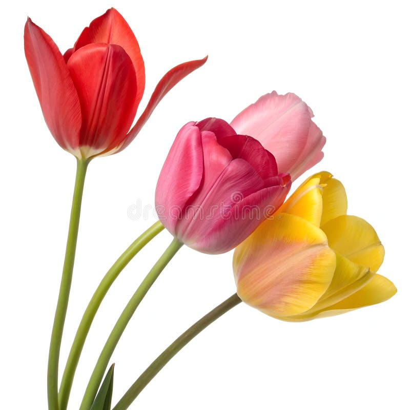 3D Tulips Icon Render Isolated on White Background Stock Illustration ...