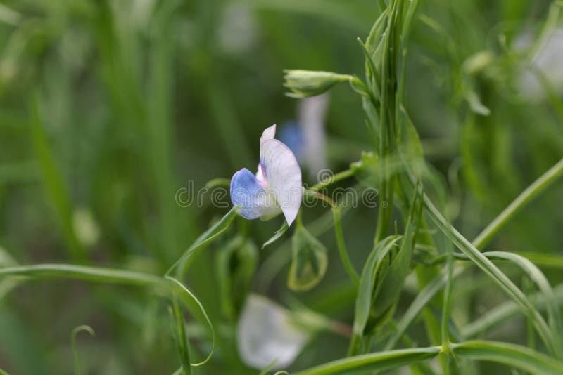 D'une Fleur, Gesse Lathyrus Sativus Photo stock - Image du faming ...