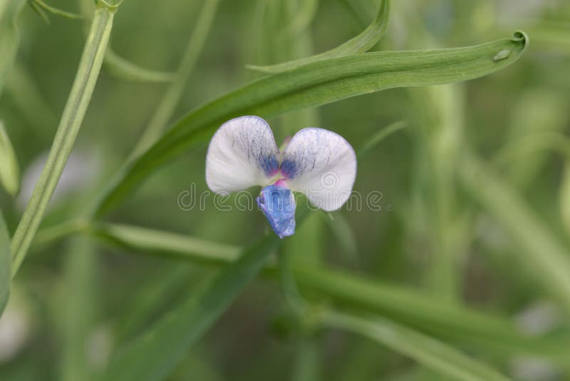 D'une Fleur, Gesse Lathyrus Sativus Photo stock - Image du faming ...