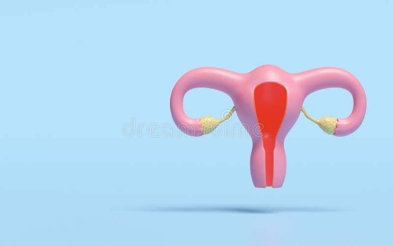 3d Uterus Model Isolated on Blue. 3d Illustration Render Stock ...