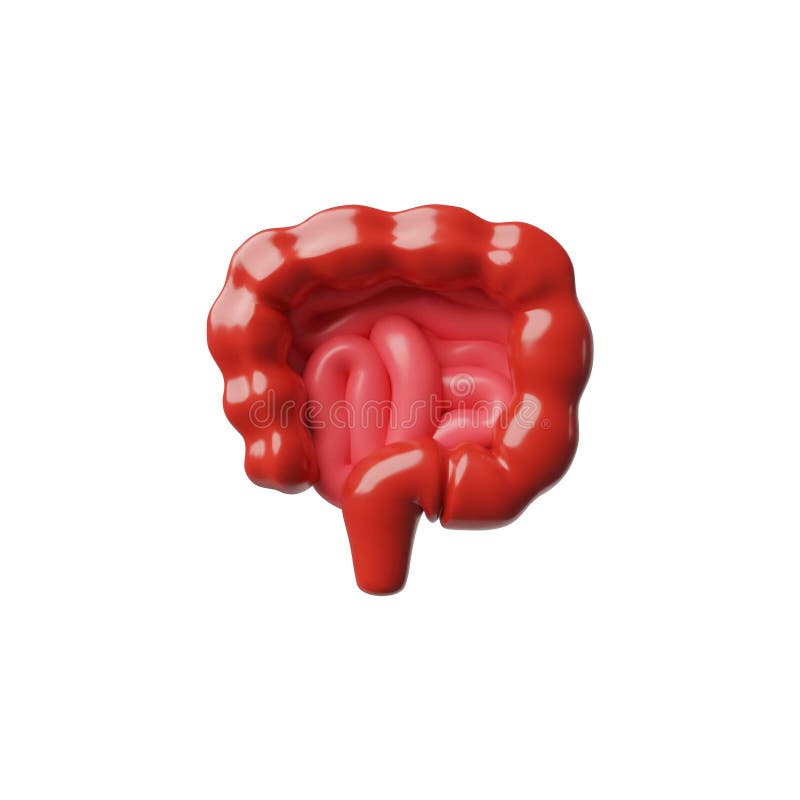 Intestine, Digestive System, Stomach, Esophagus, Duodenum, Colon with ...