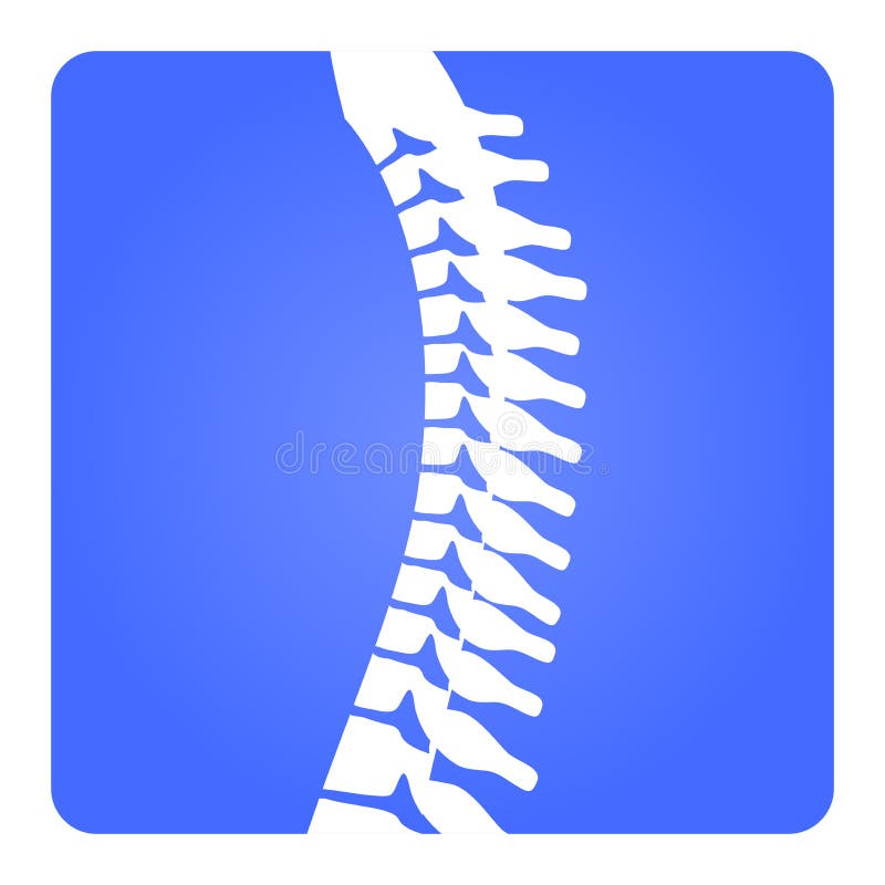 2D Vector Spinal Column Musculoskeletal Image with Rounded Rectangle on ...