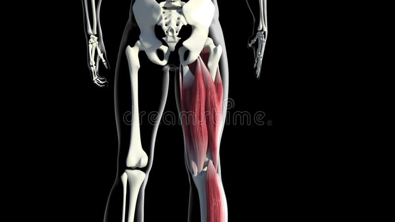 Muscles of the Back Thigh Anatomy Stock Video - Video of training ...