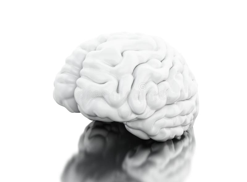 3d View of Human Brain. Science Anatomy Concept Stock Illustration ...