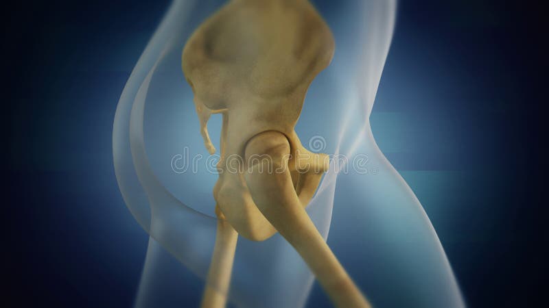 Human Skeleton Pelvis Side