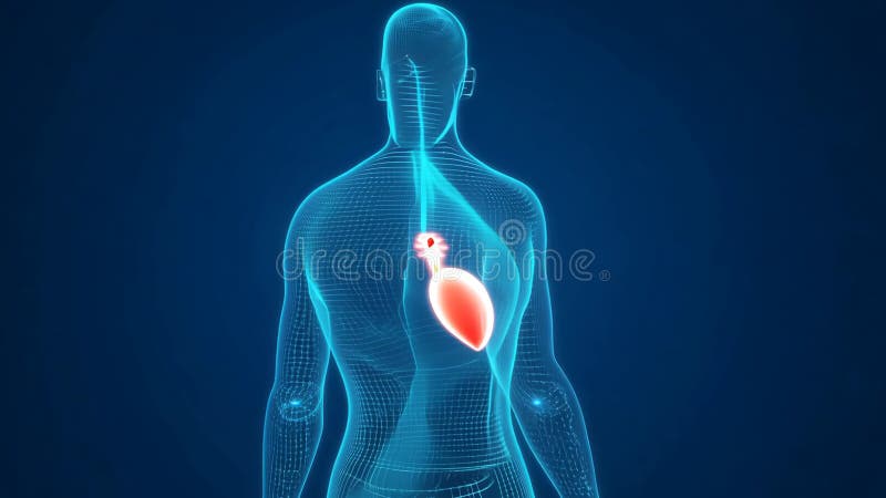 A 3D Visualization of a Human Body with a Highlighted Organ in Red ...