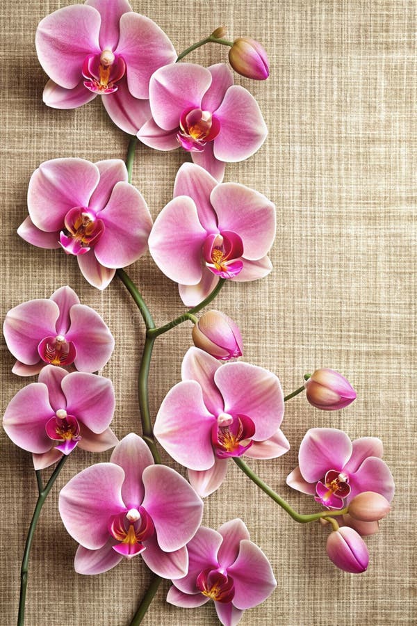 3D Wallpaper Texture Pink Orchids on Fabric Canvas Stock Illustration ...