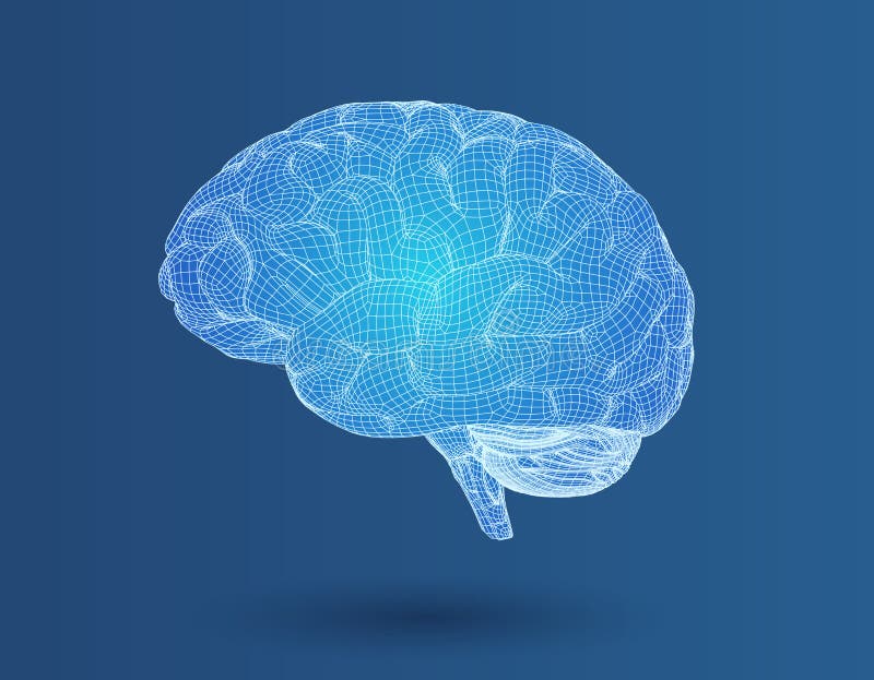 Human brain lateral view stock vector. Illustration of cerebral - 15934526