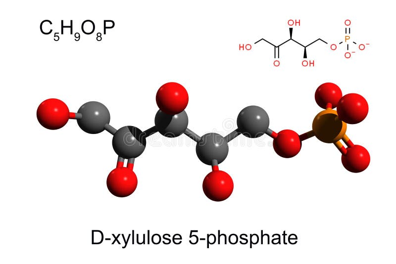 Pentose Sugar Structure