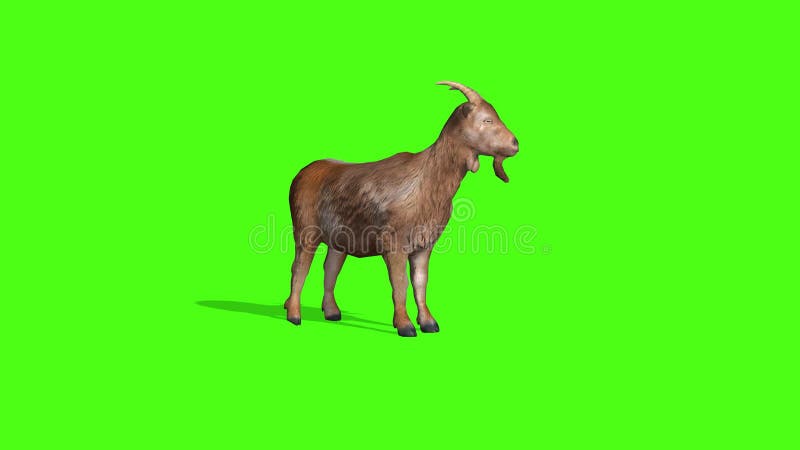 Goat Eating Grass Animal Blue Screen 3D Rendering Animation Stock ...