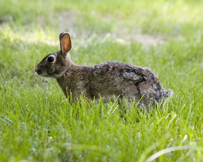 D46 Be Very Still stock photo. Image of friendly, scared - 810288