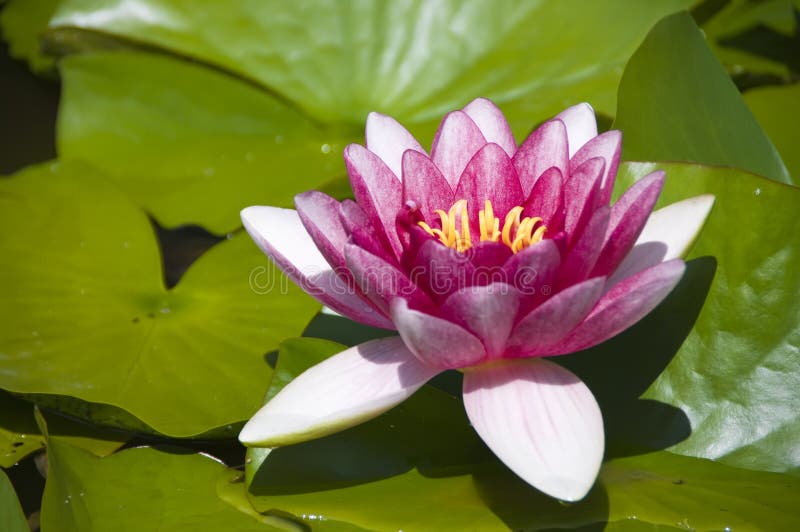 Da Cor-de-rosa Flor Waterlily Imagem de Stock - Imagem de bonito ...